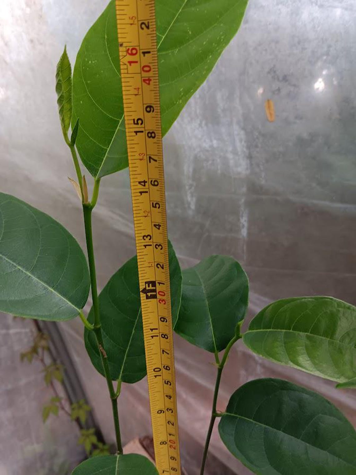 Chempedak (artocarpus Integer) Live Plant! - Etsy