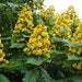 Pheasant Wood, Kassod (senna Siamea) Rare Hardwood Tree - Live Plant ...