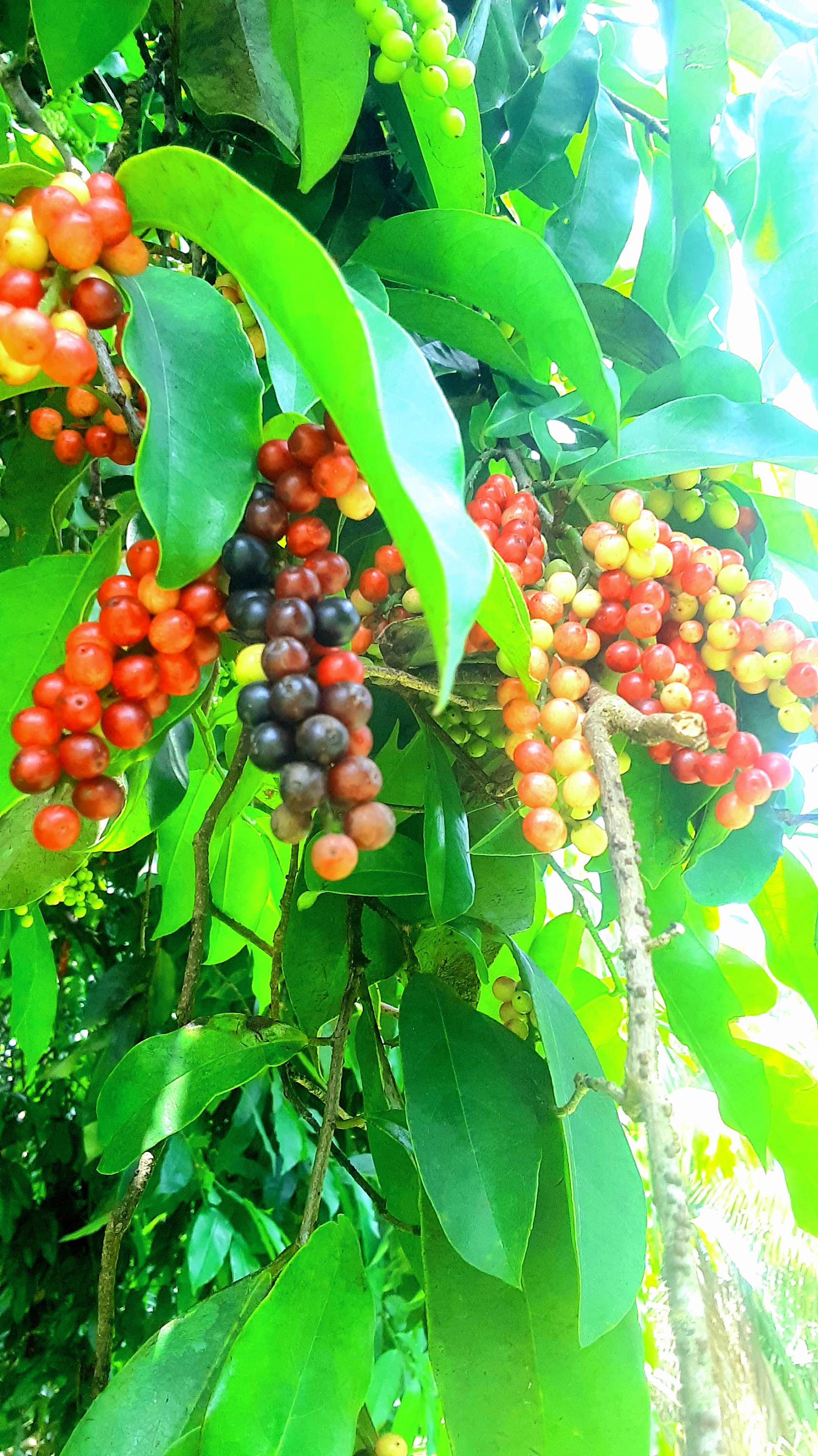 Bignay (antidesma Bignus) Live Plant! - Etsy