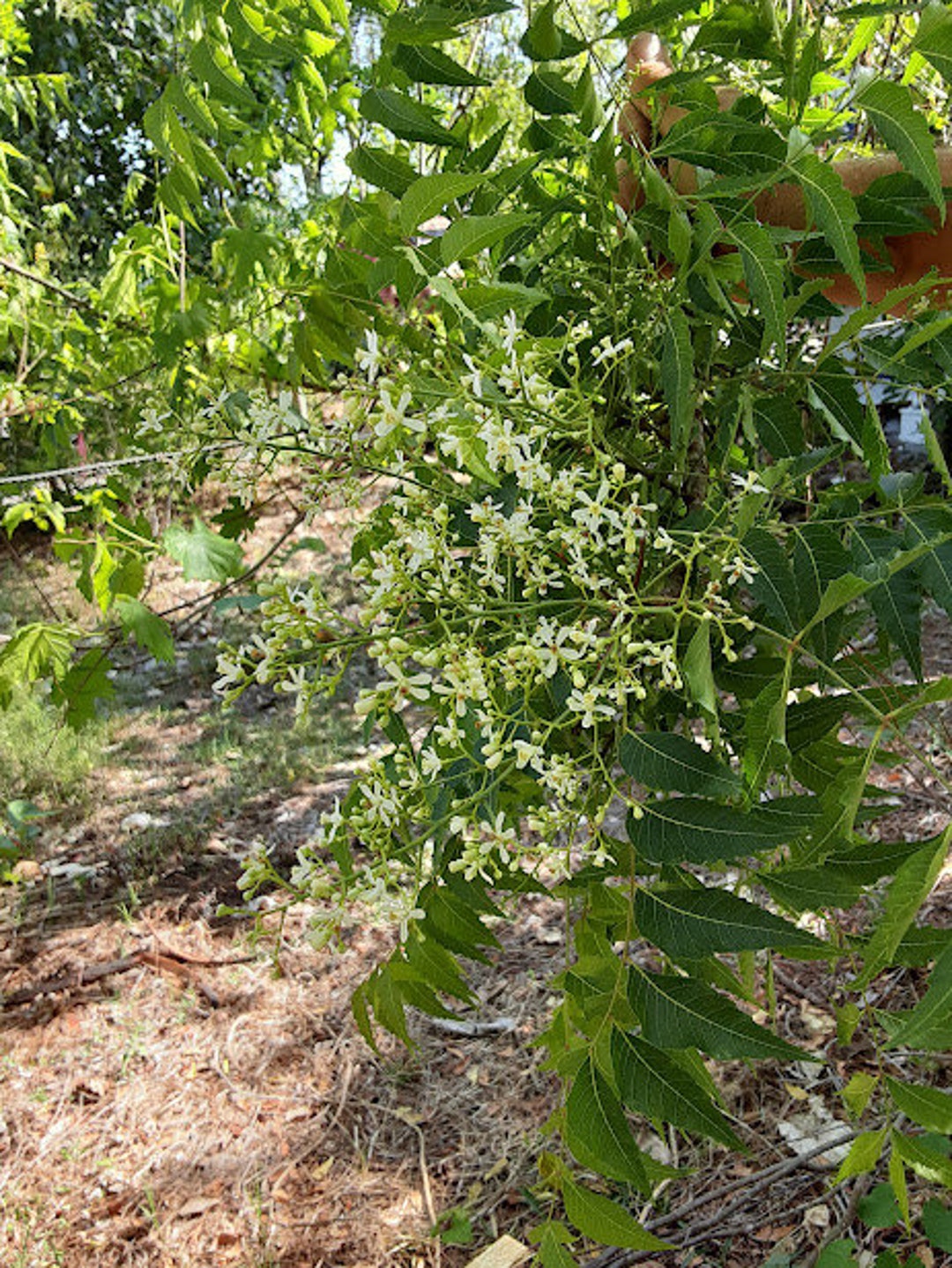 Neem - Live Seedling! - Azadirachta Indica - Extremely Beneficial Tree ...