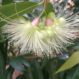Giant Rose Apple, Poma Rosa (syzygium Jambos) Live Plant! - Etsy