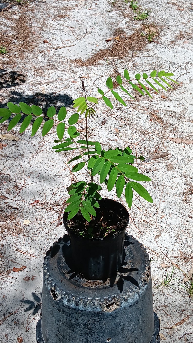 Pheasant Wood, Kassod (senna Siamea) Rare Hardwood Tree - Live Plant ...