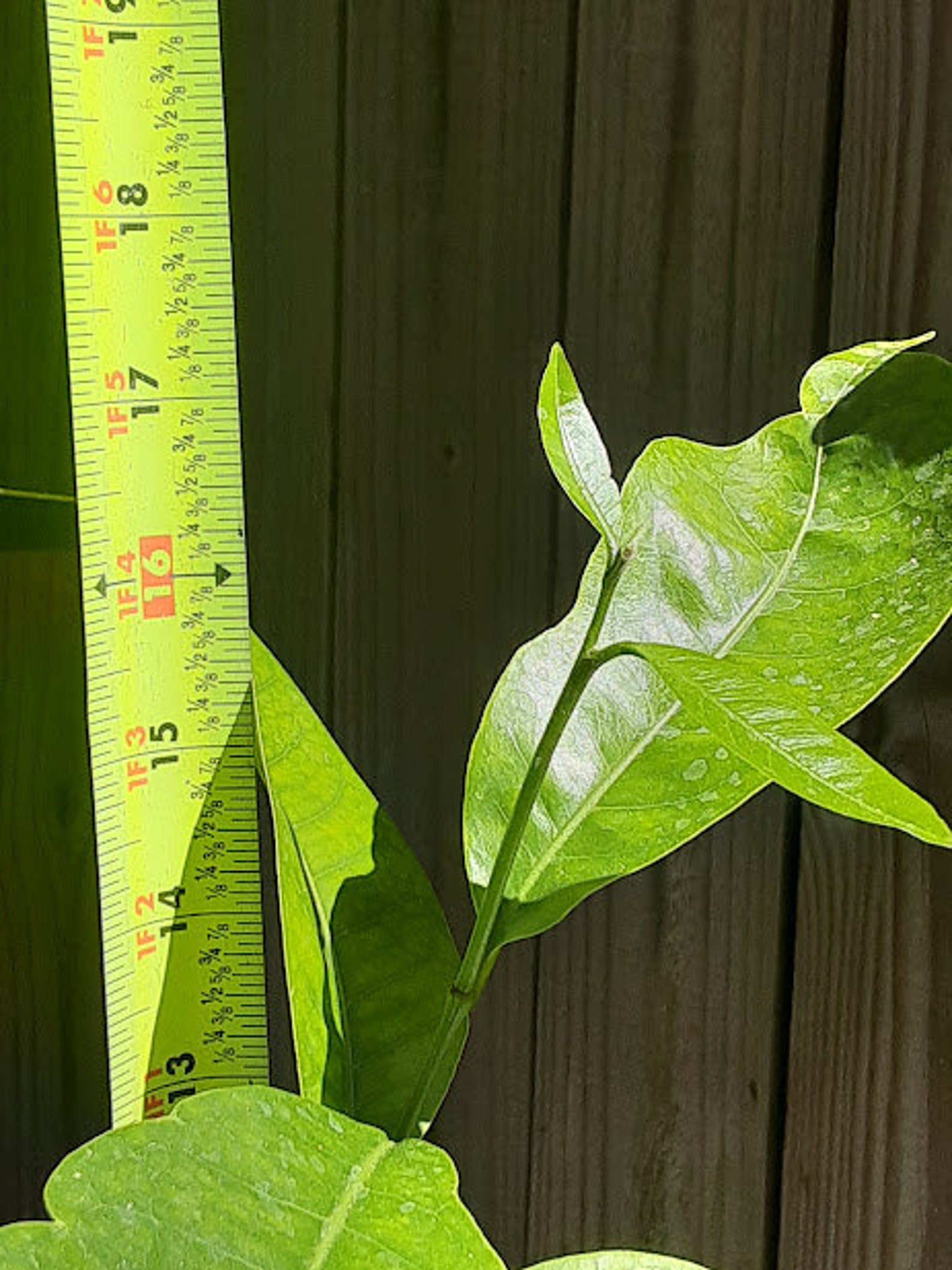 Gin Berry - Glycosmis Pentaphylla - Orange Berry - Large Live Plant ...