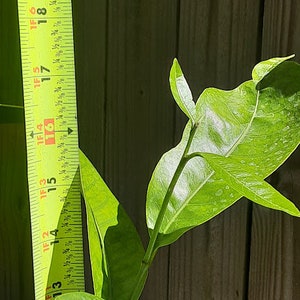 Gin Berry - Glycosmis Pentaphylla - Orange Berry - Large Live Plant ...