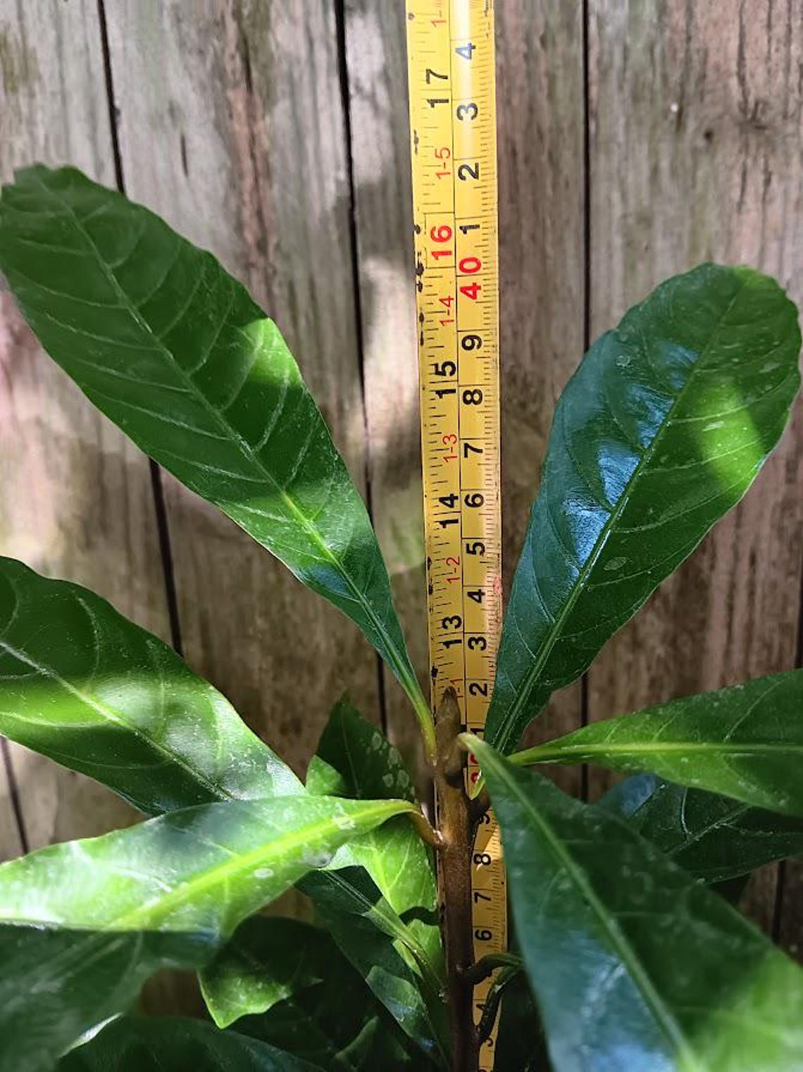 Bruce Canistel Seedling - Egg Fruit - Pouteria Campechiana - Zapote ...