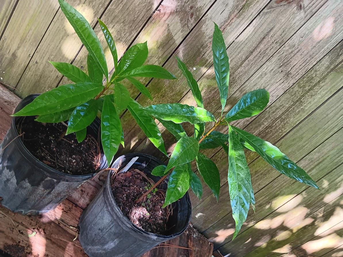 Bruce Canistel Seedling - Egg Fruit - Pouteria Campechiana - Zapote ...