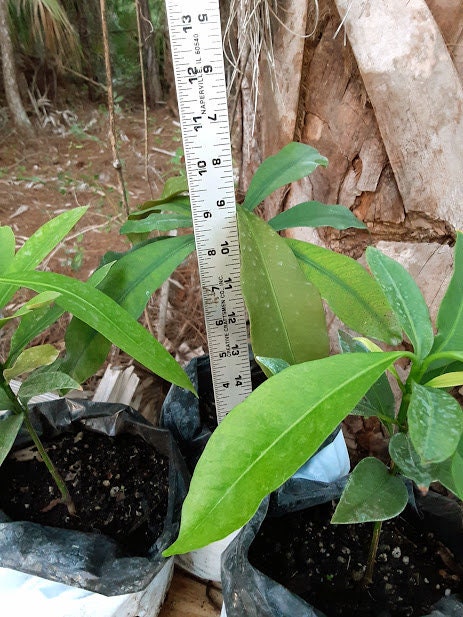 Rheedia Brasiliensis Bakupari Bacupari Rare Live Plant - Etsy