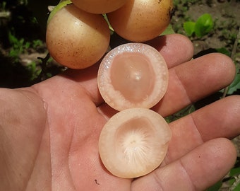 Fruit & Vegetables - Etsy