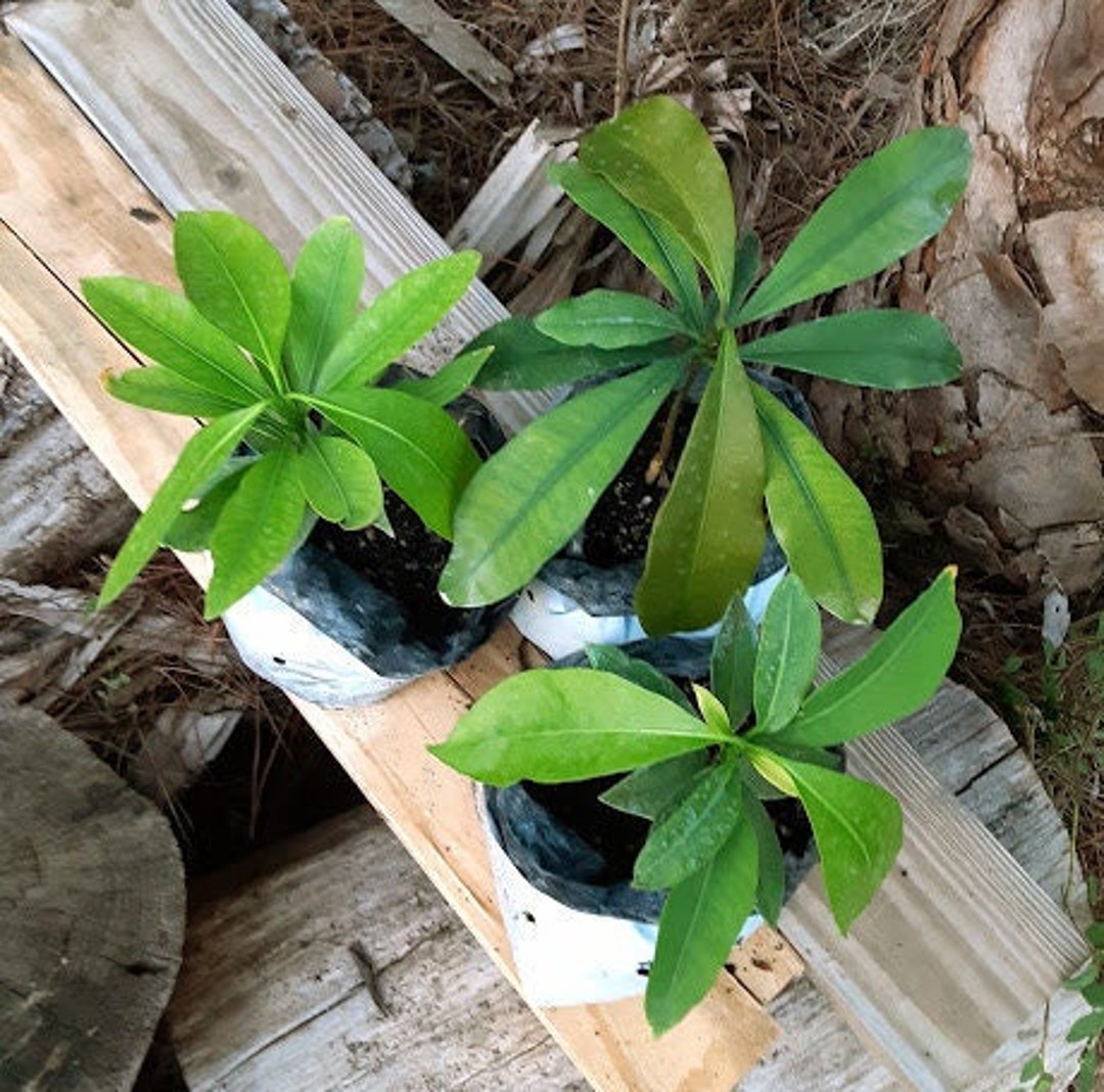 Rheedia Brasiliensis - Bakupari - Bacupari - Rare Live Plant! - Etsy