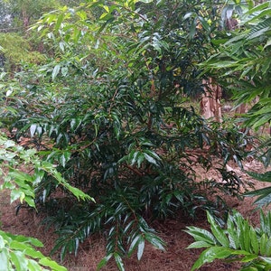 Giant Rose Apple, Poma Rosa (syzygium Jambos) Live Plant! - Etsy