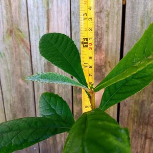 Champagne Loquat Seedling - Eriobotrya Japonica - Japanese Plum - 12 ...