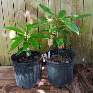Bruce Canistel Seedling - Egg Fruit - Pouteria Campechiana - Zapote ...