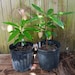 Bruce Canistel Seedling - Egg Fruit - Pouteria Campechiana - Zapote ...