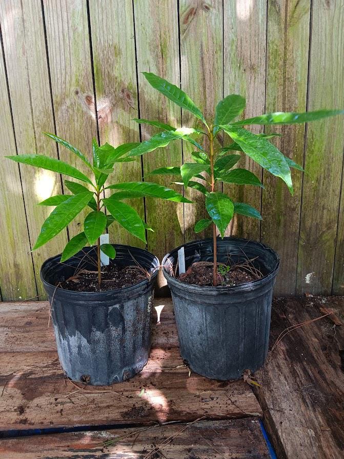 Bruce Canistel Seedling - Egg Fruit - Pouteria Campechiana - Zapote ...