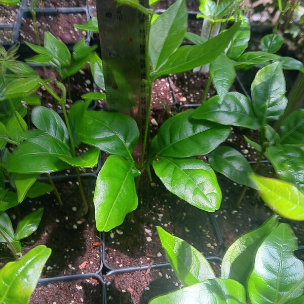 Tropical Fruit Tree - Etsy