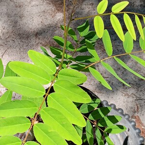 Pheasant Wood, Kassod (senna Siamea) Rare Hardwood Tree - Live Plant ...