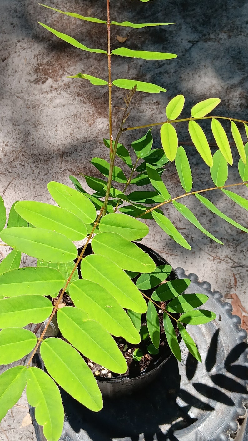 Pheasant Wood, Kassod (senna Siamea) Rare Hardwood Tree - Live Plant ...