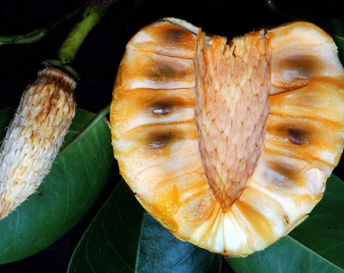 Florida Native Annona Glabra Pond Apple - Live Plant 20"+ Grafting Stock - Etsy