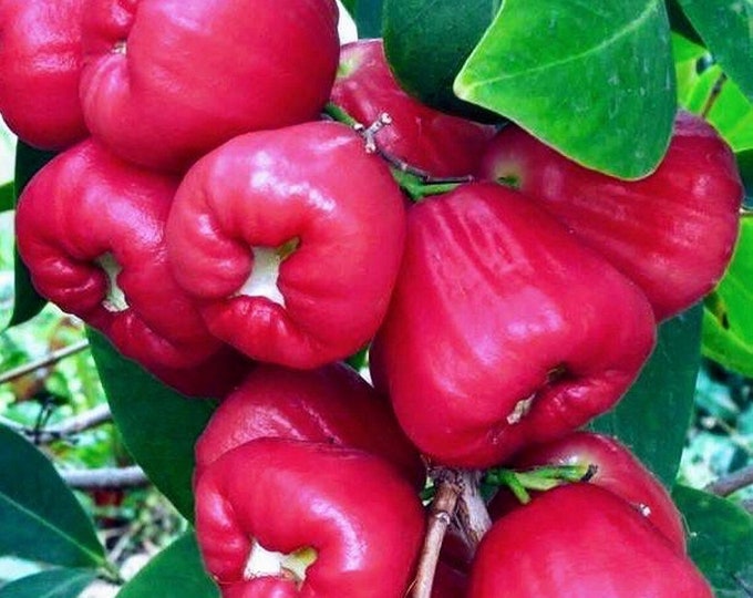 Large Air Layered Borneo Red Wax Jambu Syzygium Samarangense - Etsy