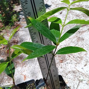 Giant Poma Rosa / Rose Apple (syzygium Jambos) Mature Rooted Cuttings ...