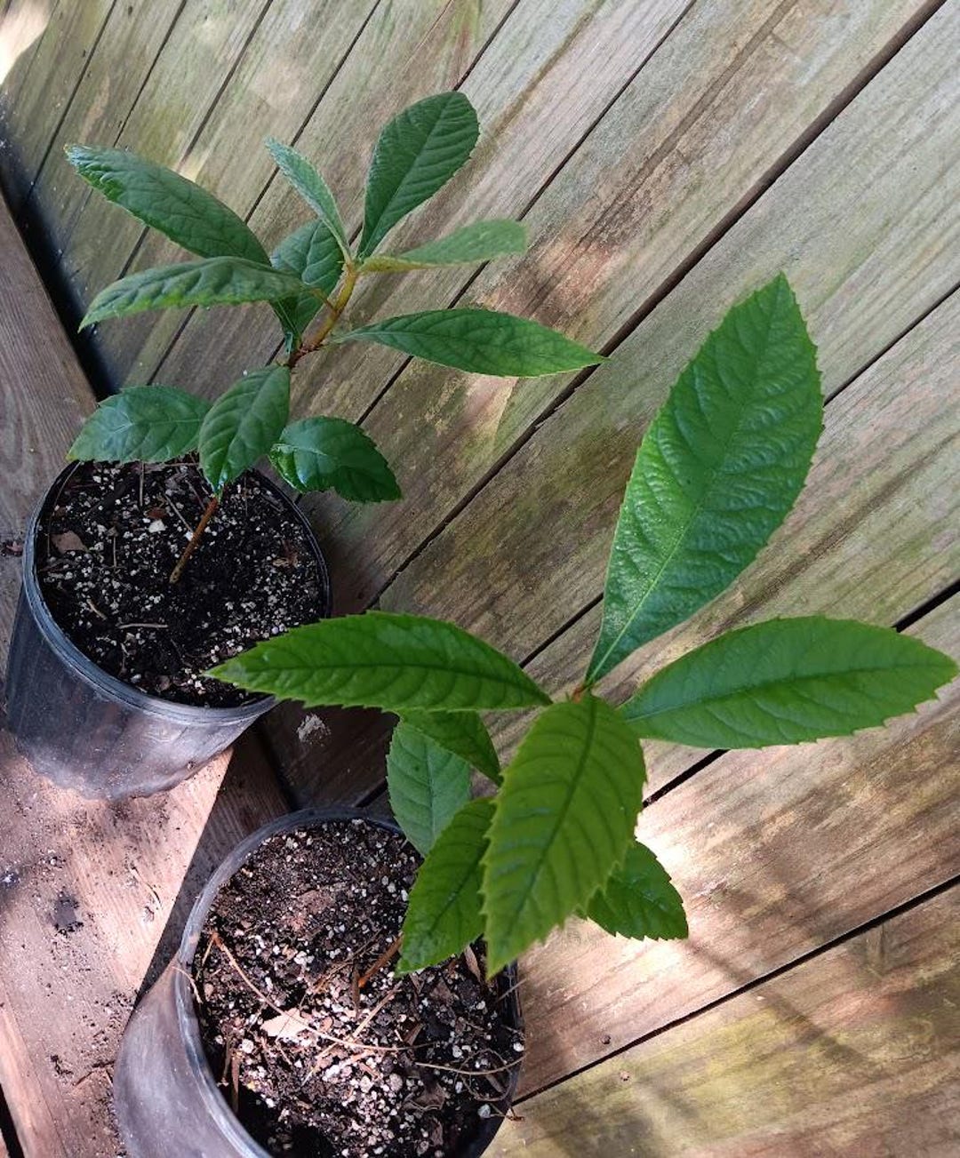 Champagne Loquat Seedling - Eriobotrya Japonica - Japanese Plum - 12 ...