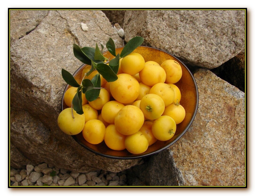 Kei Apple - Umkokola - African Apricot (dovyalis Caffra) - Etsy