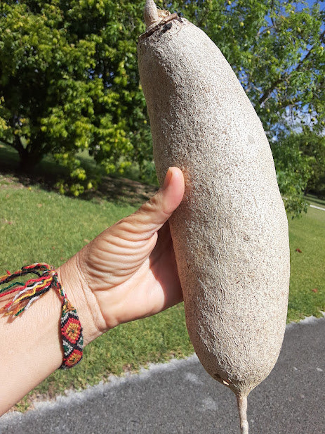 African Sausage Tree - Kigelia Pinnata - Live Plant! - Etsy