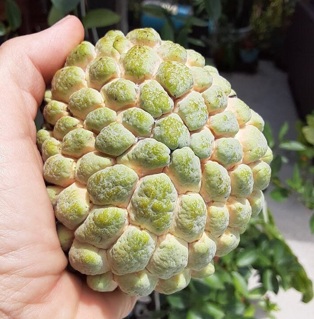 25 Sugar Apple Seeds FRESH august 2023 Anonna Squamosa Sweetsop - Etsy