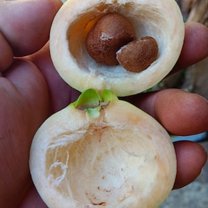 Giant Rose Apple, Poma Rosa (syzygium Jambos) Live Plant! - Etsy