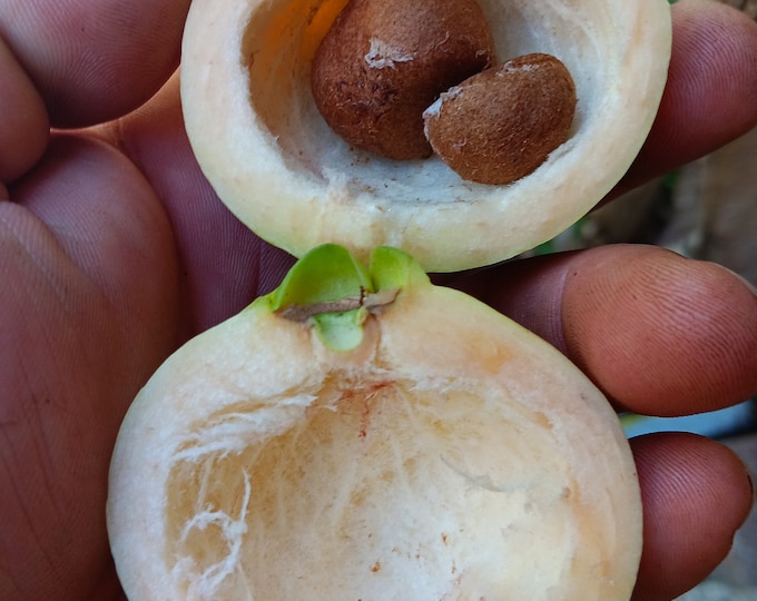 Giant Rose Apple, Poma Rosa (syzygium Jambos) Live Plant! - Etsy