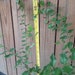 Ramontchi (flacourtia Indica) Governors Plum - Batoko Plum - Live Plant ...