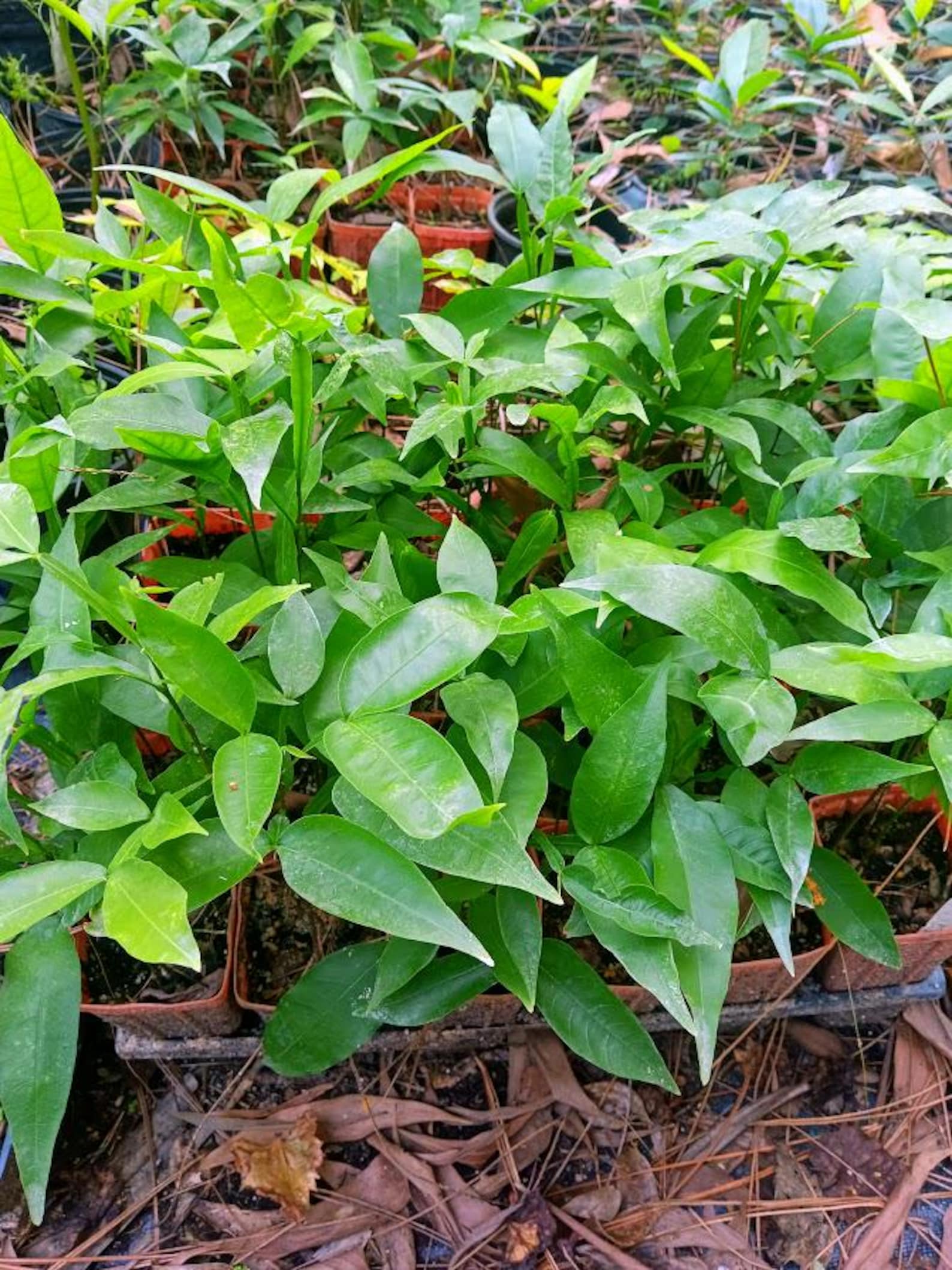 6X Mamoncillo - Guenep Starter Plants - Melicoccus Bijugatus - Spanish ...