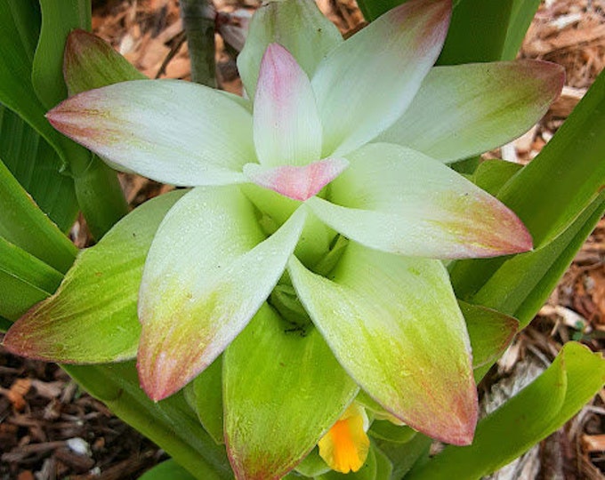 3 Rooted Turmeric Plants! Curcuma Longa - Beautiful Flowers - Edible ...