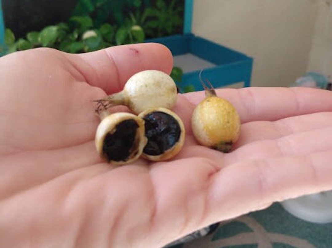 Blackberry Jam Fruit Randia Formosa Rosenbergiodendron Formosum Live ...