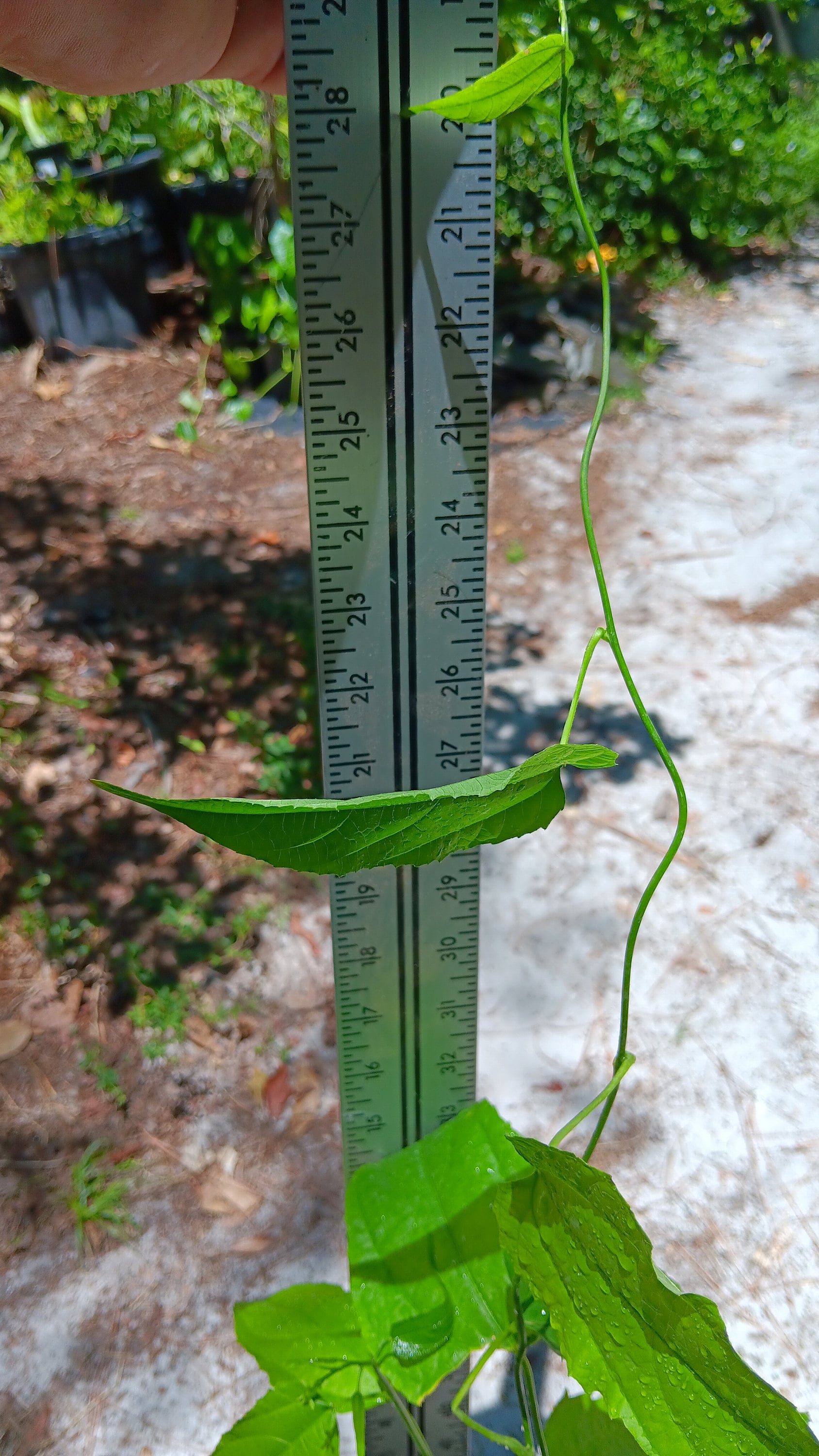 Inca Nut, Sacha Inchi (plukenetia Volubilis) Live Plant! - Etsy