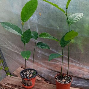Chempedak artocarpus Integer Live Plant - Etsy