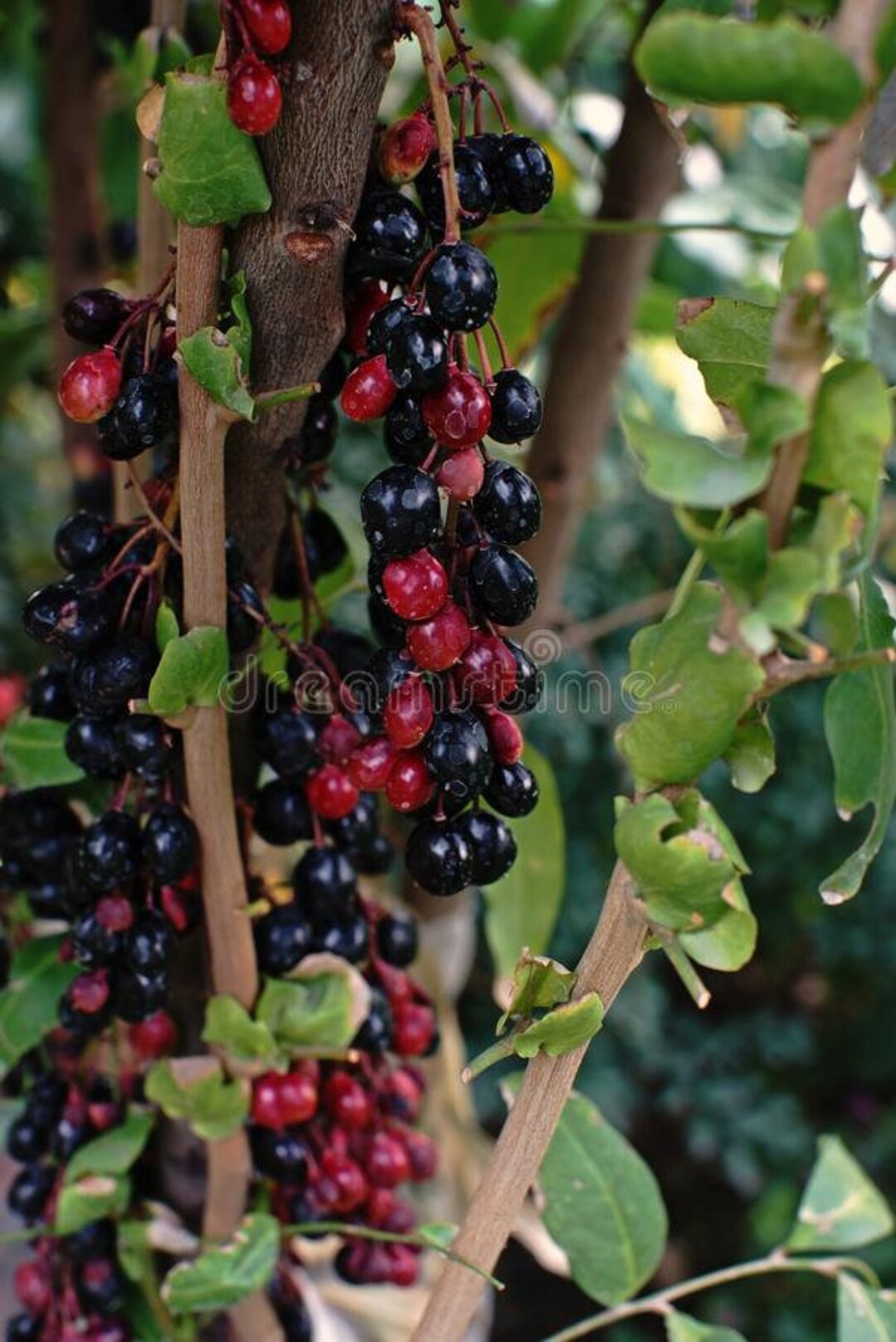 RARE Lepisanthes Fruticosa Chamaliang Luna Nut Chammaliang Live ...