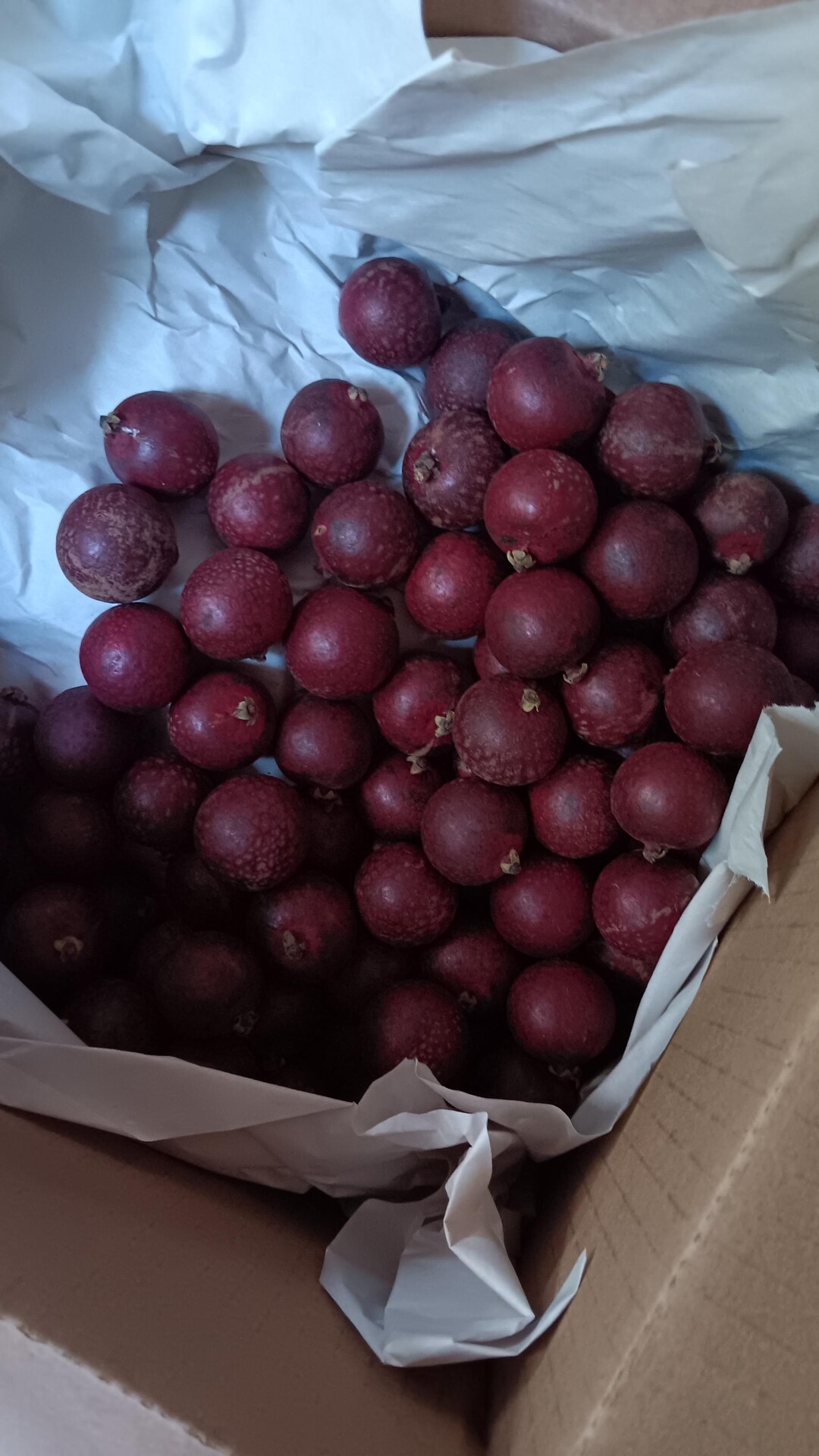 Ruby Red Longan - Rare Live Plant! - Etsy