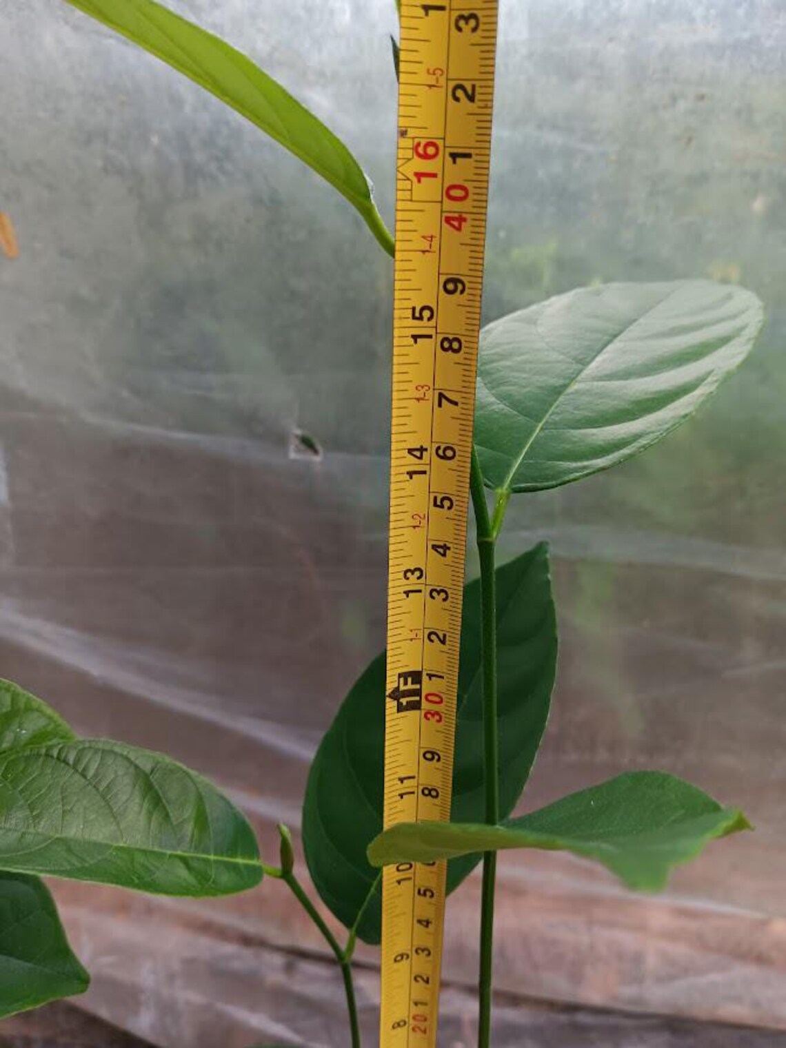Chempedak (artocarpus Integer) Live Plant! - Etsy
