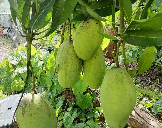 Haitian Mango Seedling Madame Francis Francique - Etsy