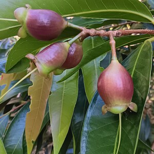 Giant Poma Rosa / Rose Apple (syzygium Jambos) Mature Rooted Cuttings ...