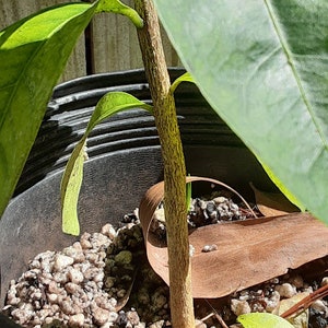 Gin Berry - Glycosmis Pentaphylla - Orange Berry - Large Live Plant ...