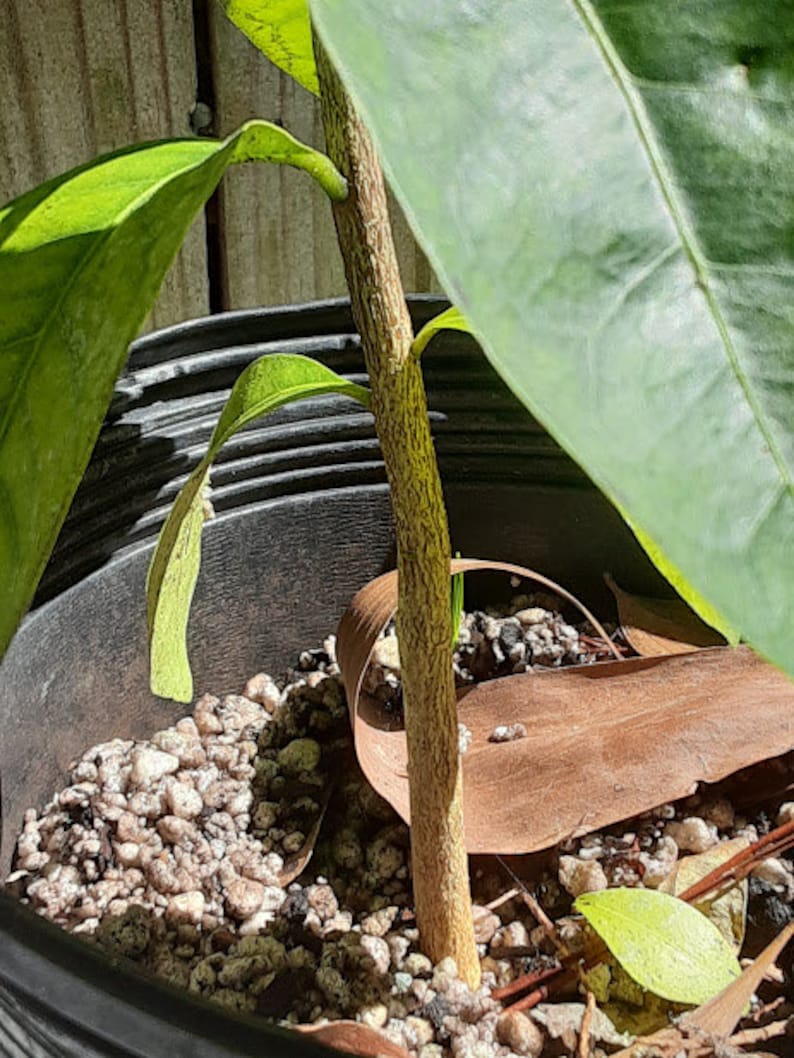 Gin Berry Glycosmis Pentaphylla Orange Berry Large Live - Etsy