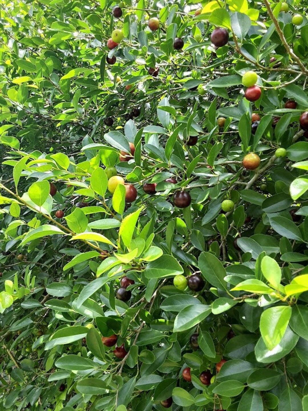 Ramontchi (flacourtia Indica) Governors Plum - Batoko Plum - Live Plant ...