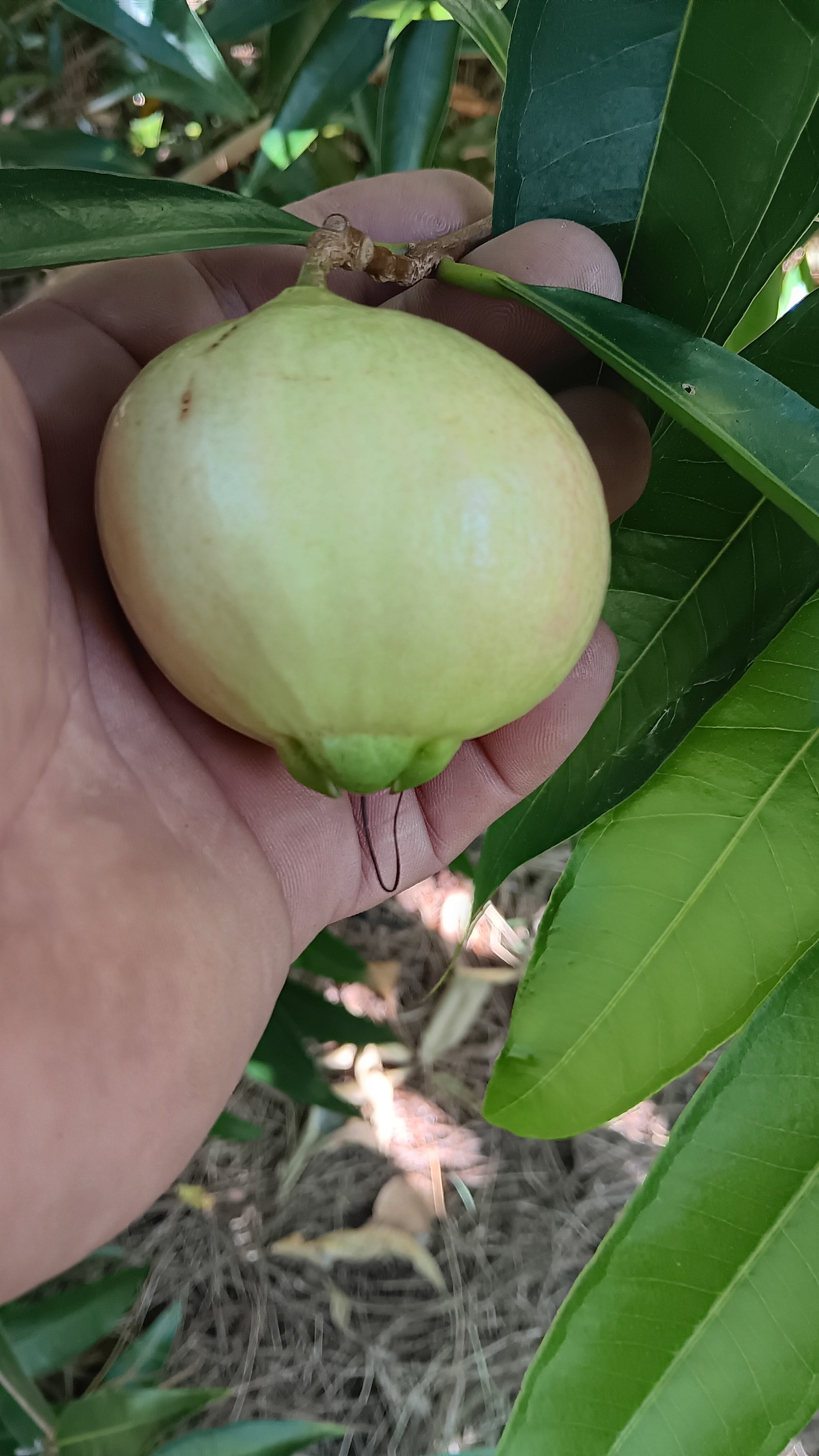 Giant Rose Apple, Poma Rosa (syzygium Jambos) Live Plant! - Etsy