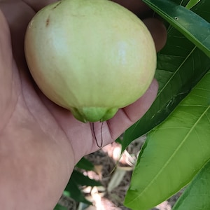 Giant Rose Apple, Poma Rosa (syzygium Jambos) Live Plant! - Etsy