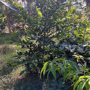 Giant Poma Rosa / Rose Apple (syzygium Jambos) Mature Rooted Cuttings ...