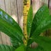 Bruce Canistel Seedling - Egg Fruit - Pouteria Campechiana - Zapote ...
