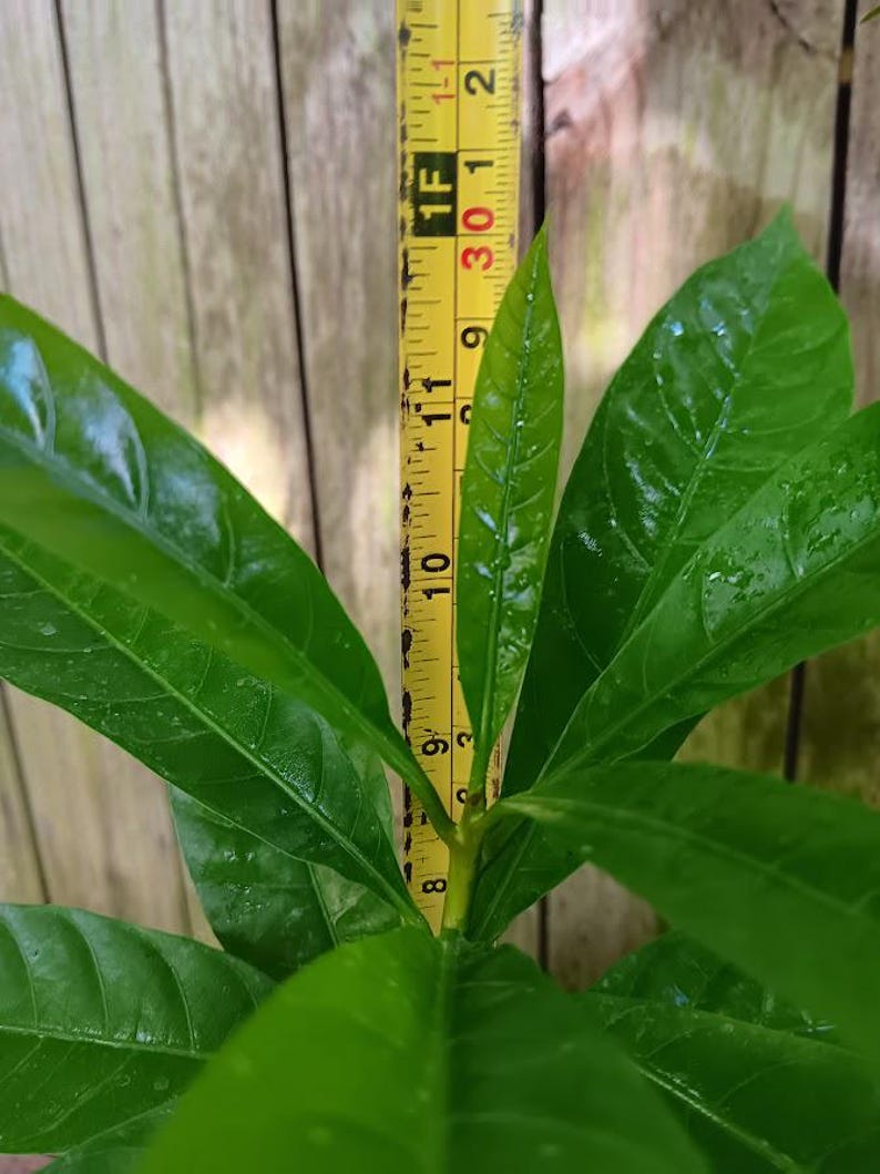 Bruce Canistel Seedling - Egg Fruit - Pouteria Campechiana - Zapote ...