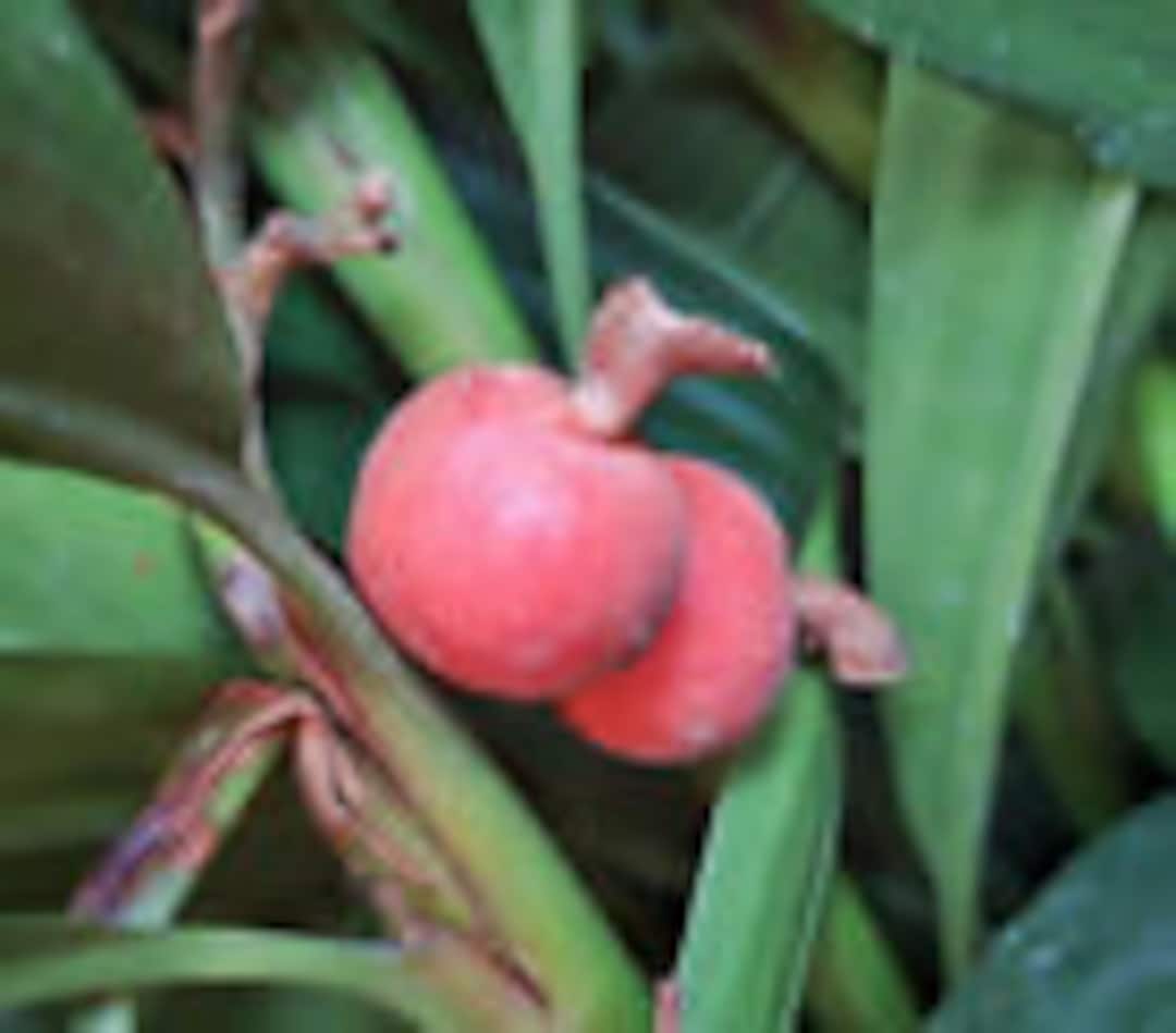 Sha Ren - Amomum Villosum / Wurfbainia Villosa - Chinese Herb & Spice ...